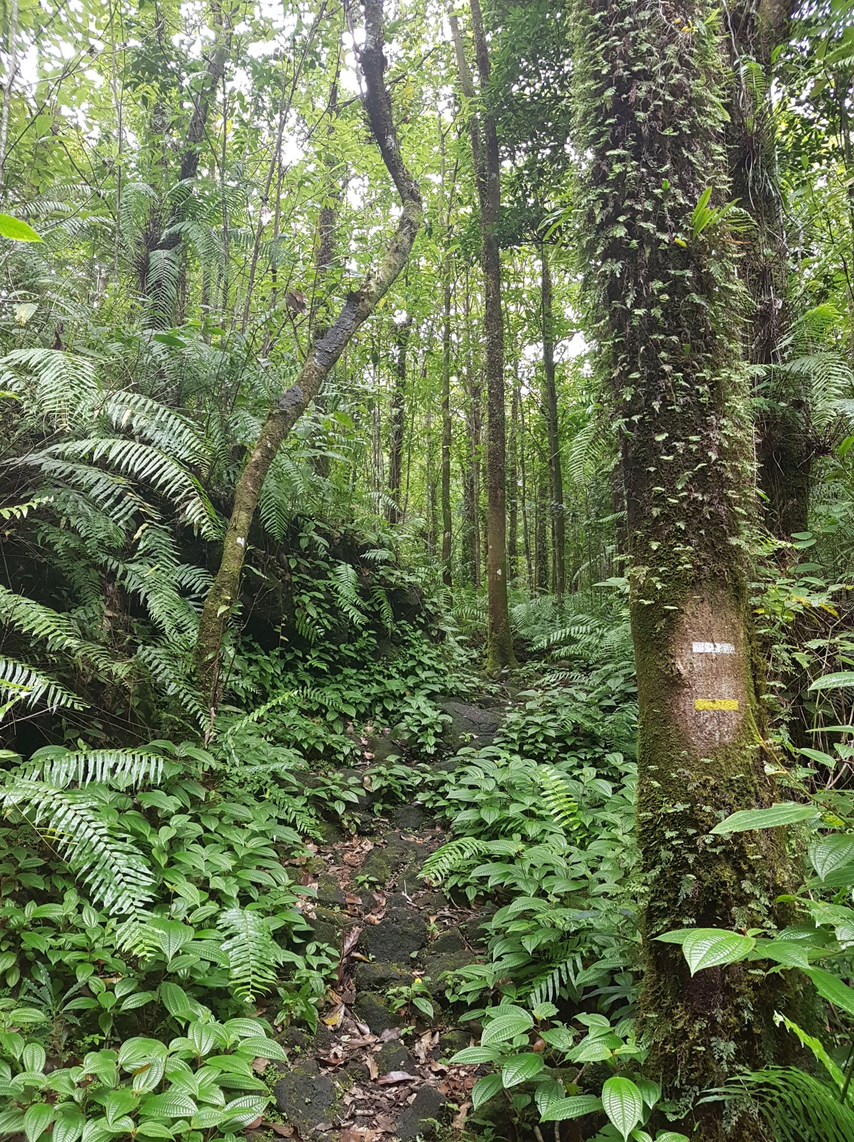 La forêt Mare Longue : randonnez avec vos enfants